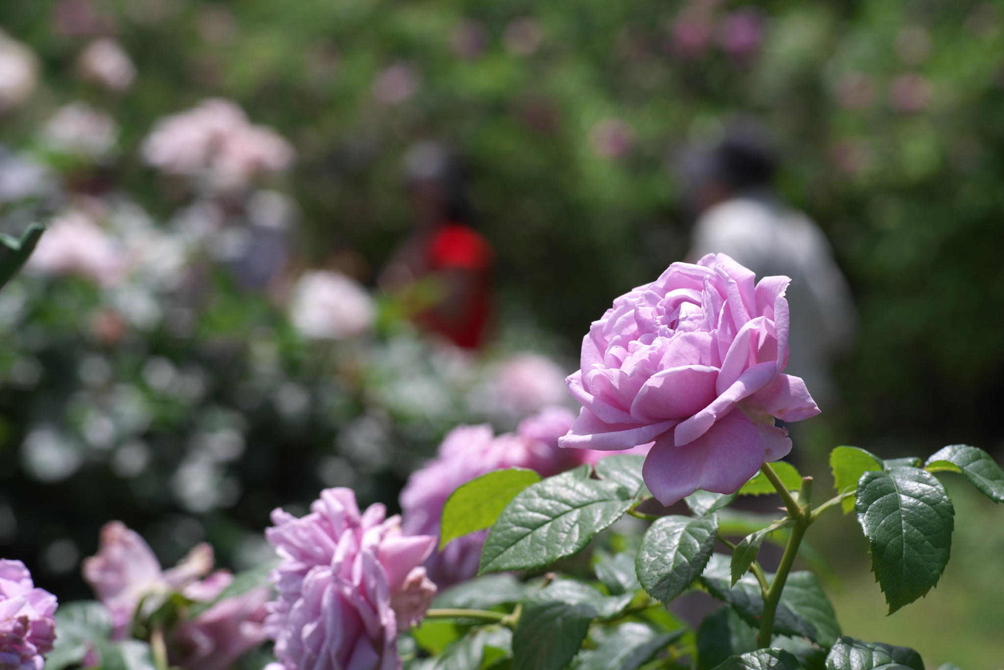 続・古いレンズで行く港の見える丘公園 | 何処へ往くのか、赴くまま
